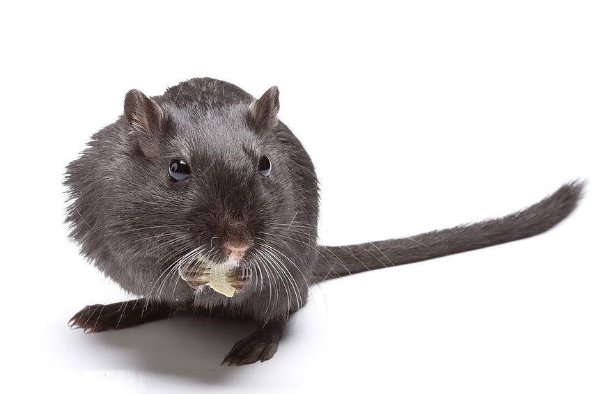 About – Discreet Pest Control