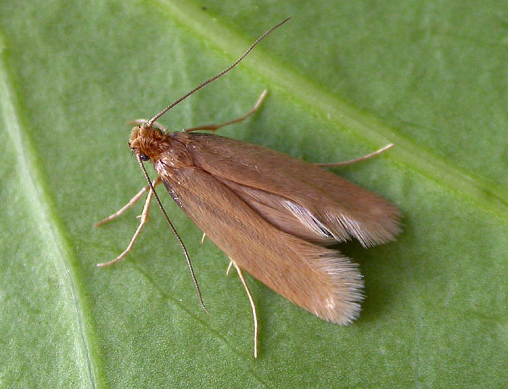 Ants – Discreet Pest Control