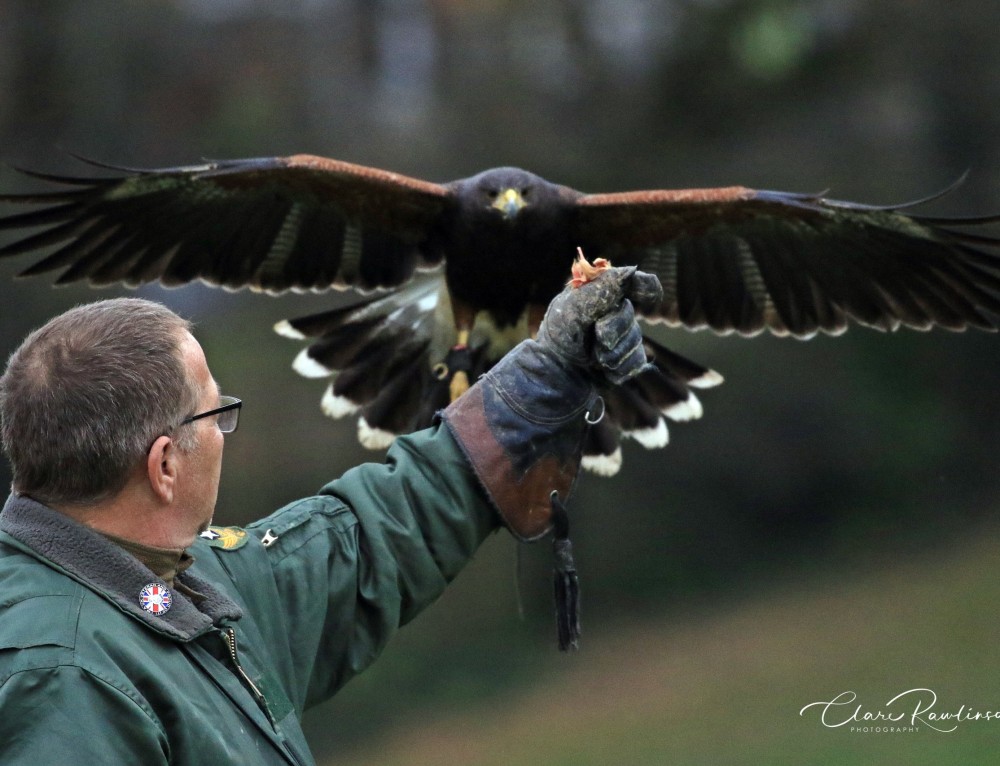 Wasps – Discreet Pest Control